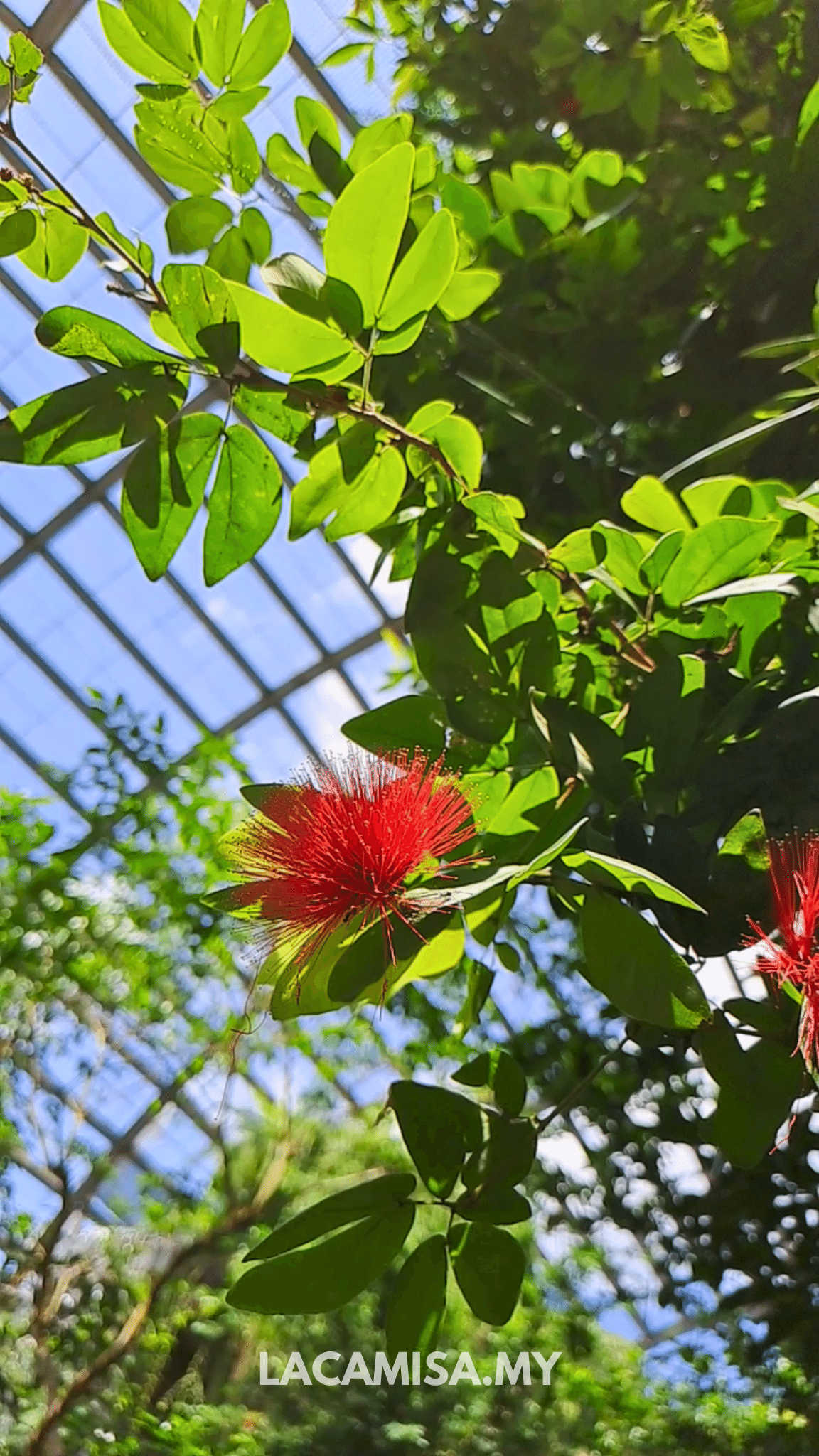 5 Best Things To Do In Entopia By Penang Butterfly Farm