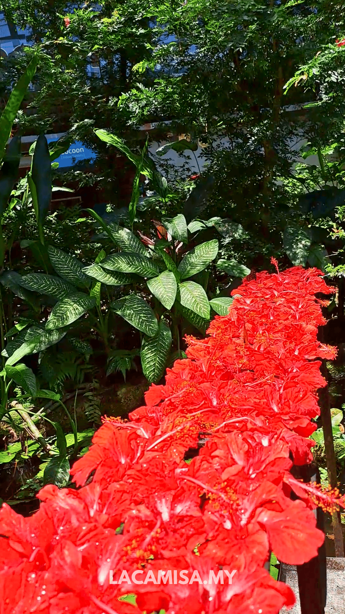 5 Best Things To Do In Entopia By Penang Butterfly Farm