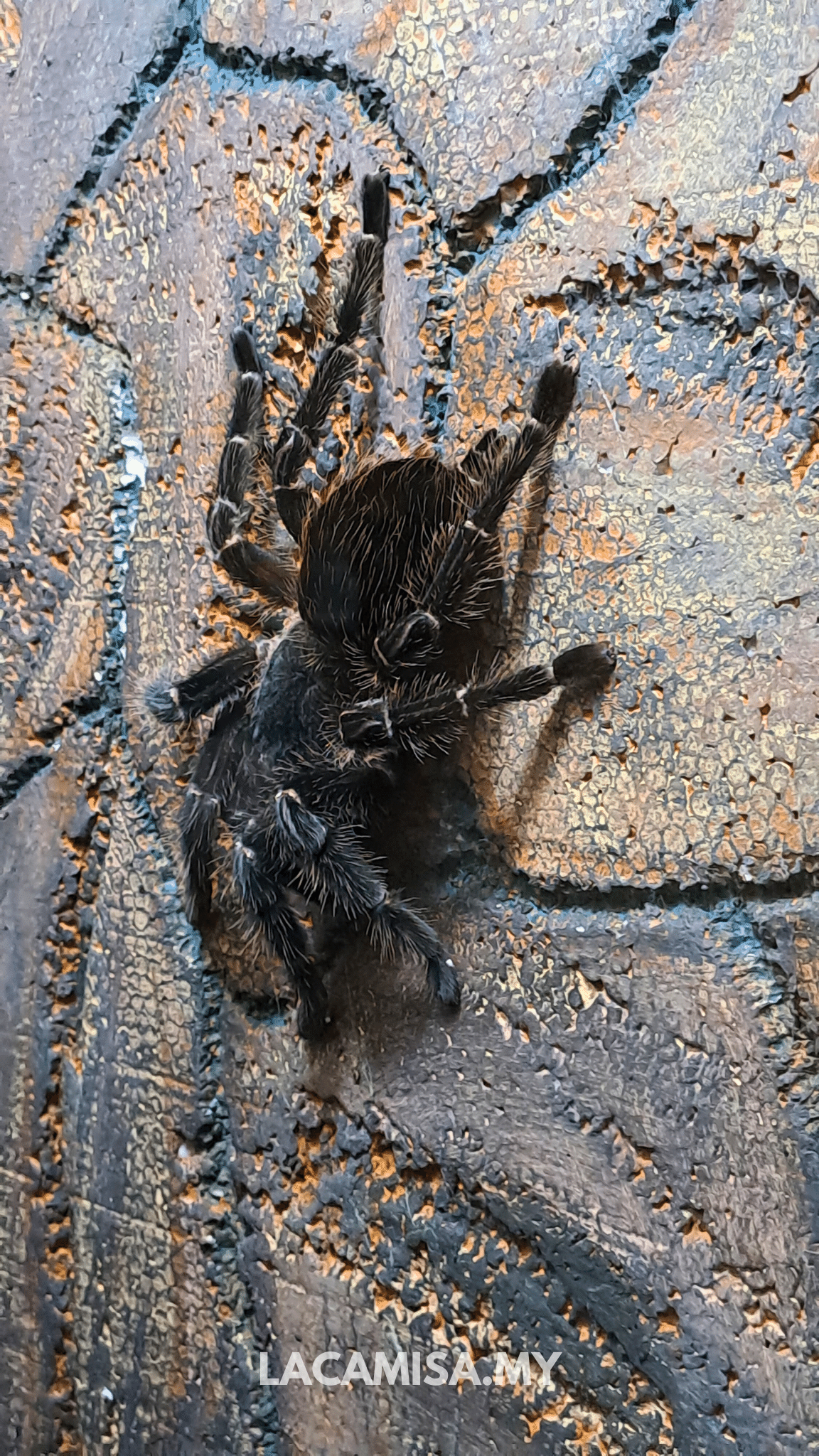 5 Best Things To Do In Entopia By Penang Butterfly Farm