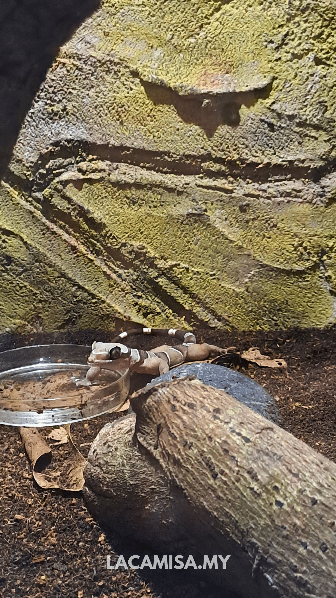 5 Best Things To Do In Entopia By Penang Butterfly Farm