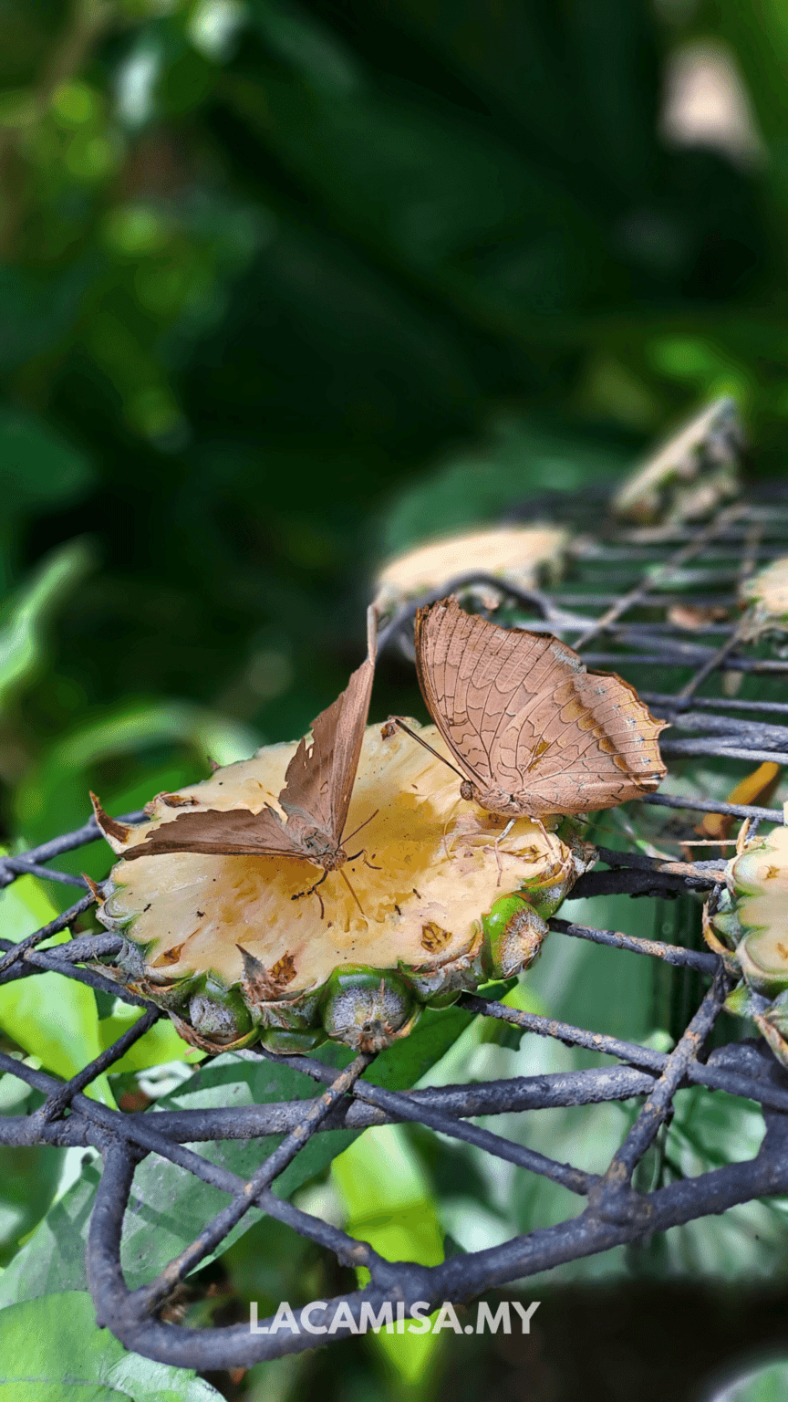 5 Best Things To Do In Entopia By Penang Butterfly Farm