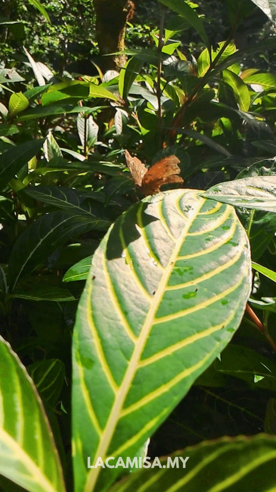 5 Best Things To Do In Entopia By Penang Butterfly Farm