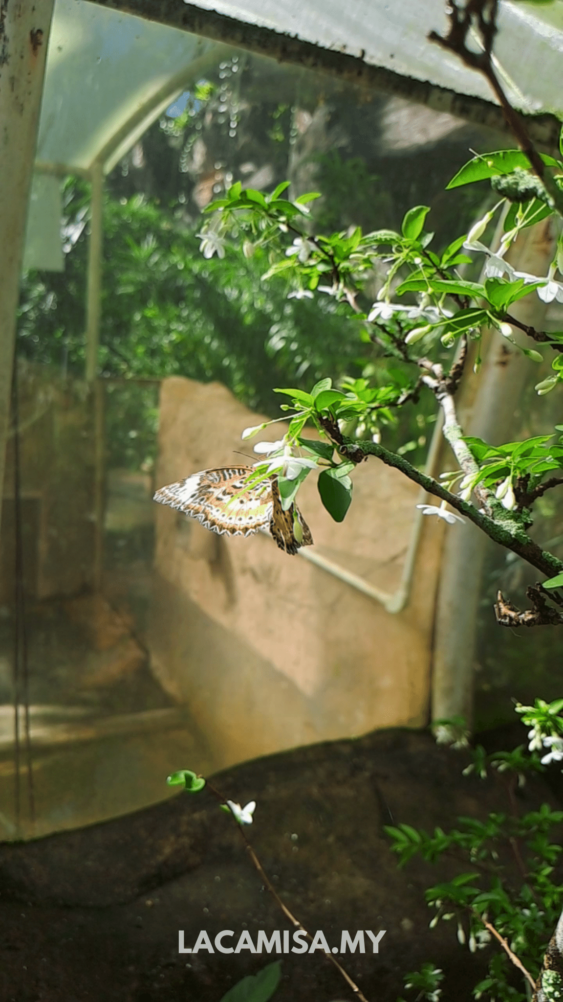 5 Best Things To Do In Entopia By Penang Butterfly Farm