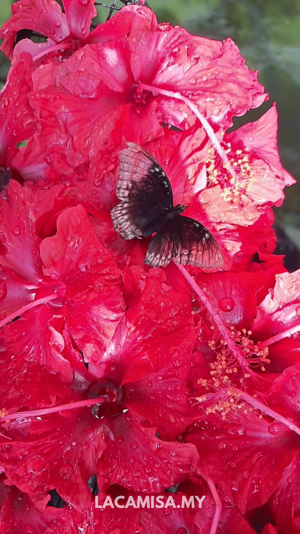 5 Best Things To Do In Entopia By Penang Butterfly Farm