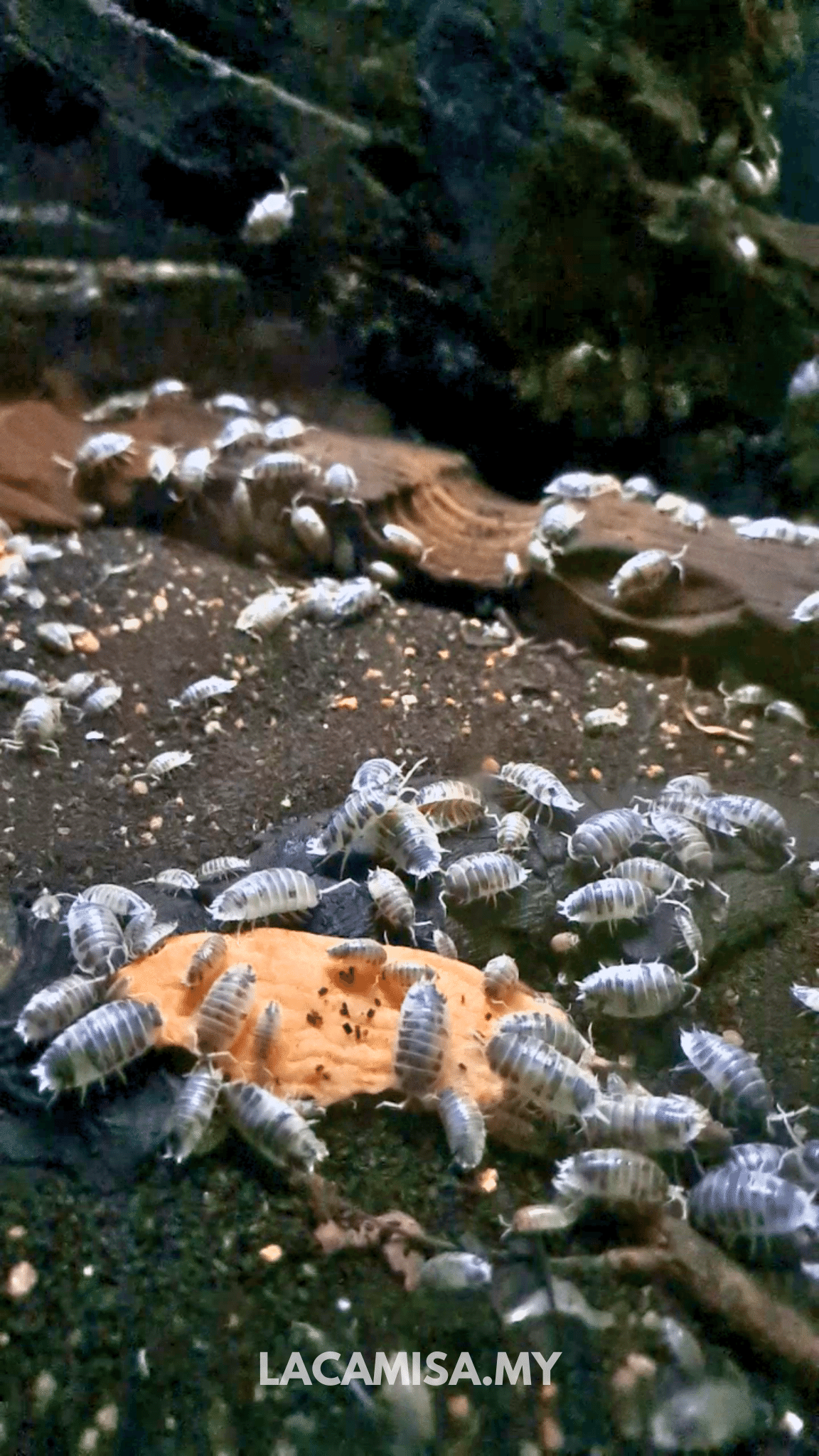 5 Best Things To Do In Entopia By Penang Butterfly Farm