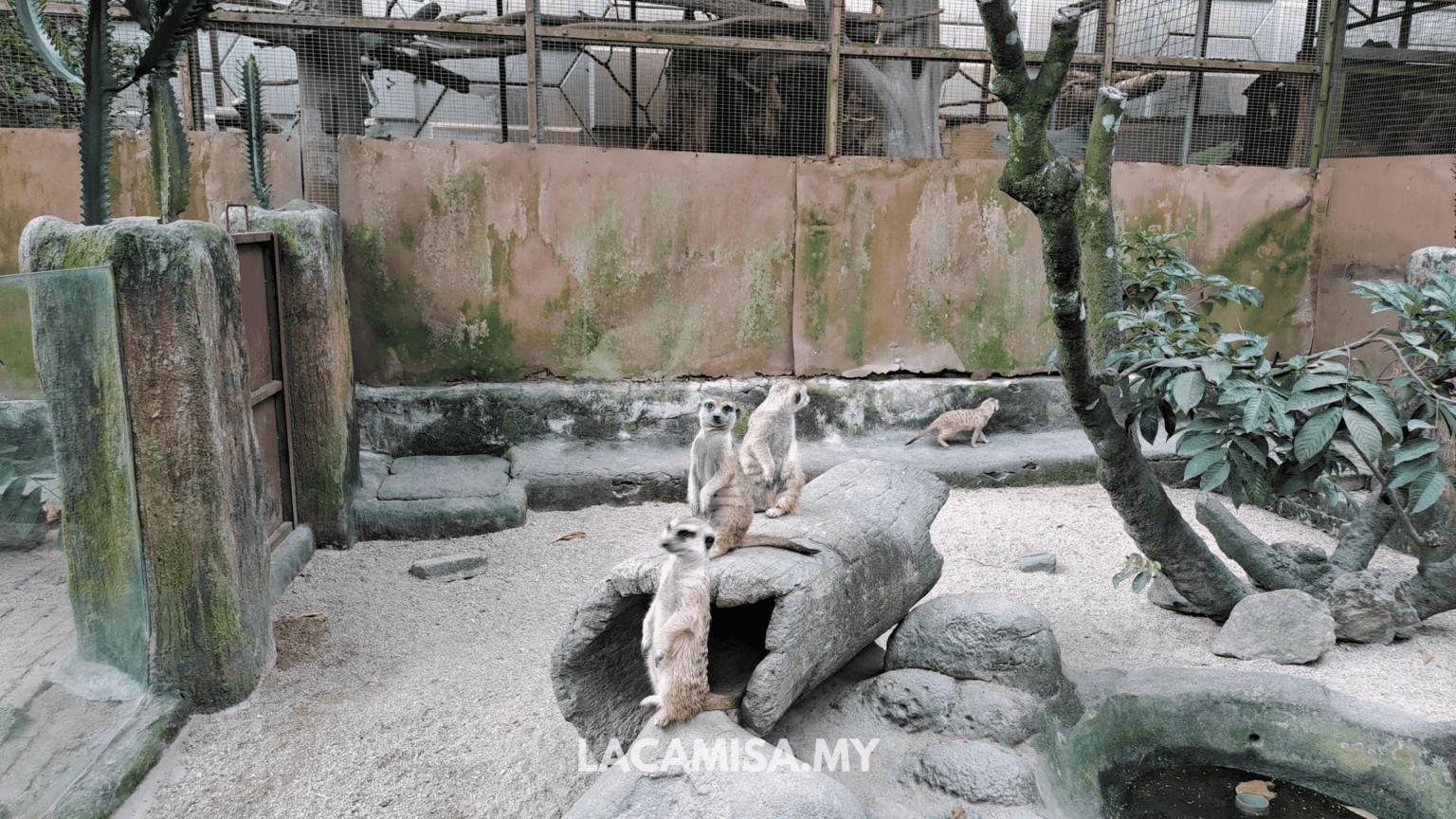 Farm in the City : 7 Best Overviews of the Petting Zoo
