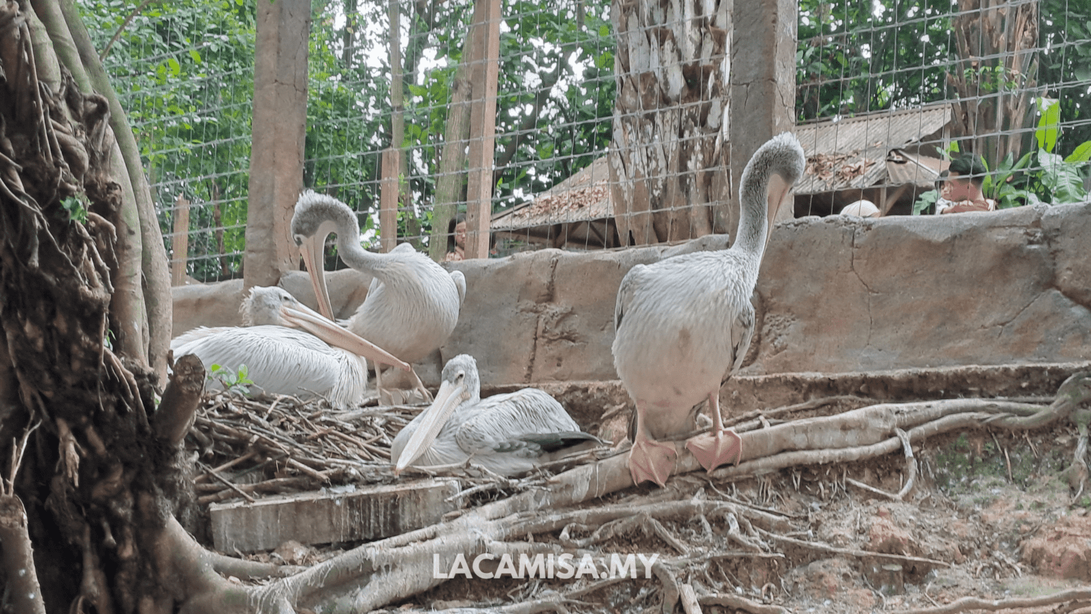 Farm in the City : 7 Best Overviews of the Petting Zoo