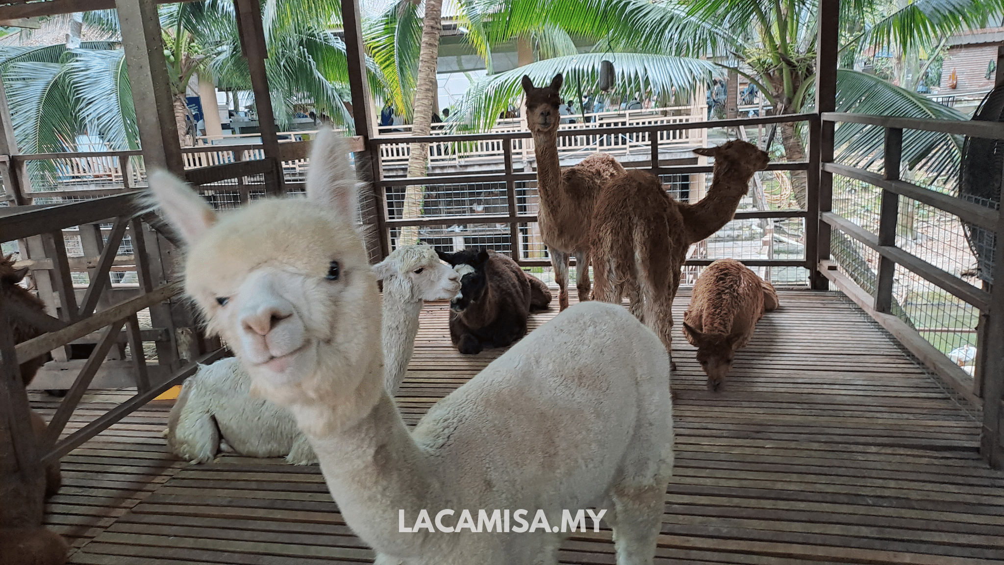 Farm in the City : 7 Best Overviews of the Petting Zoo
