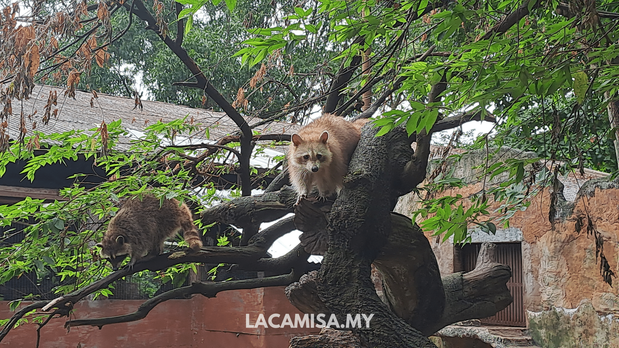 Farm in the City : 7 Best Overviews of the Petting Zoo