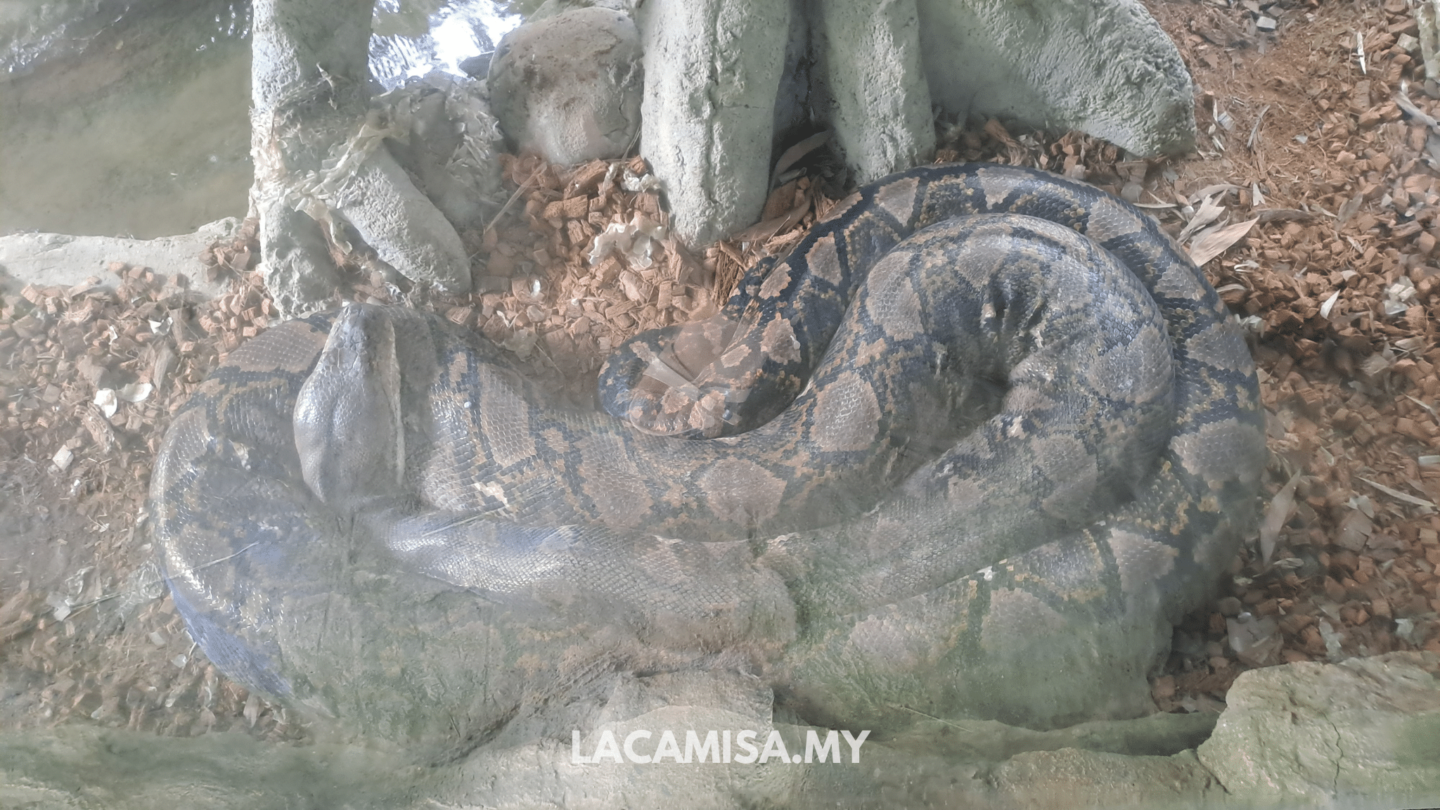 Farm in the City : 7 Best Overviews of the Petting Zoo