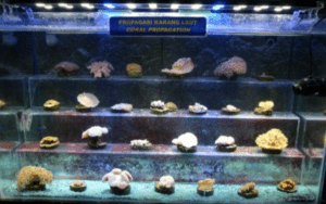 6 Fascinating Wonders of Aquarium Batu Maung Penang : Let's Explore!