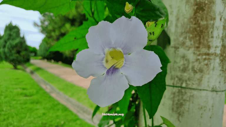 Blossoming Beauty of Taman Saujana Hijau: A Photographer's Paradise ...